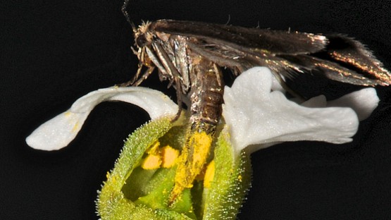 Extreme variations found in flower scent evolution | Cornell Chronicle