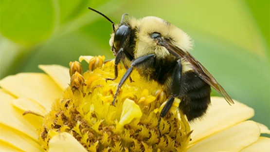 Entomologist discovers that the common eastern bumblebee can boost ...