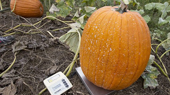 'Smart' pumpkin growing wins contest, boosts scholarships | Cornell ...