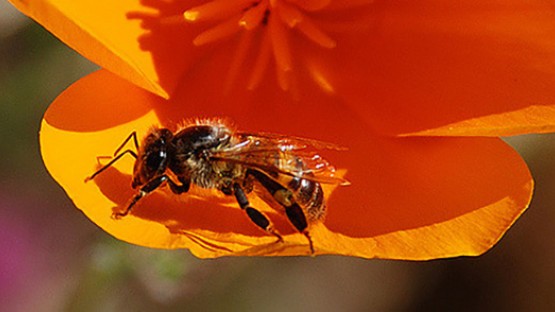 To survive their harsh environment, desert bees hedge their bets with a ...
