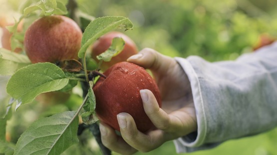 Delicious to the core: Turning apple waste into good taste | Cornell ...