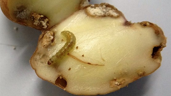 potato worm larvae