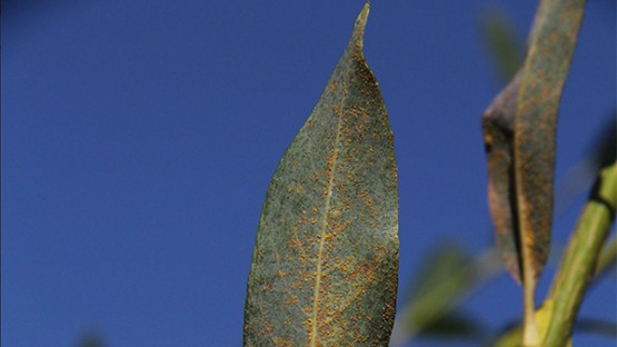 Cornell research battles shrub willow leaf rust | Cornell Chronicle