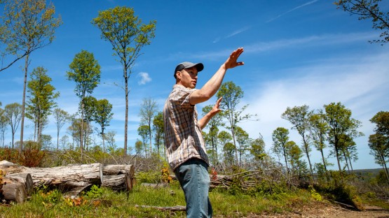 Turning maple syrup forests into bird-friendly habitat | Cornell Chronicle