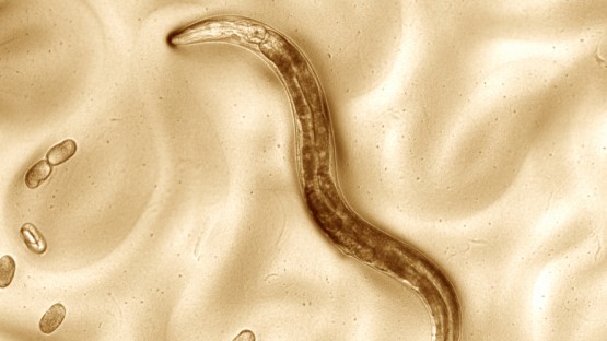 Standard genome for heavily studied worm gets reboot | Cornell Chronicle