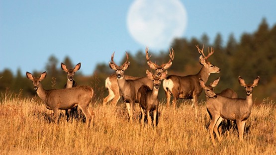 Expert testifies on deadly deer disease to House committee | Cornell ...