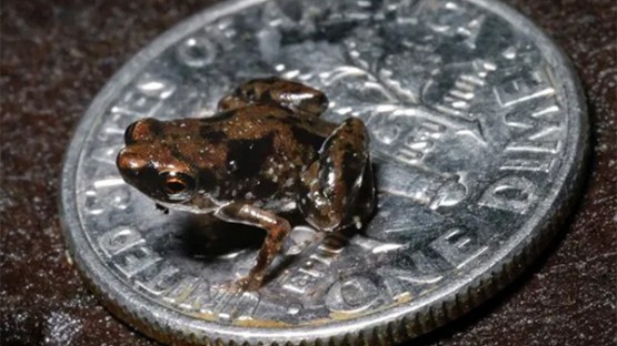 Student researchers help discover world's smallest frog | Cornell Chronicle