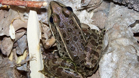 Study: Some frogs are adapting to deadly pathogen | Cornell Chronicle