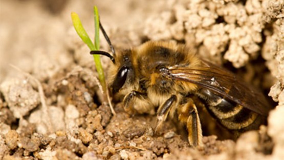As Earth warms, plants and bees keep pace, study reports | Cornell ...