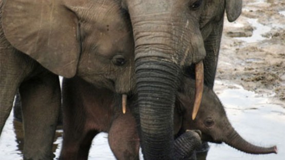 Elephant expert shares calls, images from the wild | Cornell Chronicle