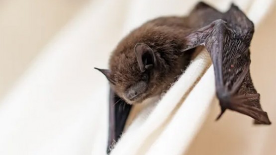 To hunt and eat, bats listen for signals in prey mating calls | Cornell ...