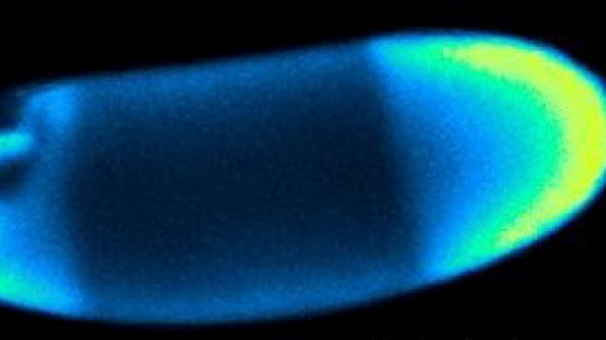 Ancient pathway uncovers calcium’s role in egg development | Cornell ...
