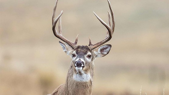 Deer on the doorstep: Cornell is overrun by charming but chomping ...