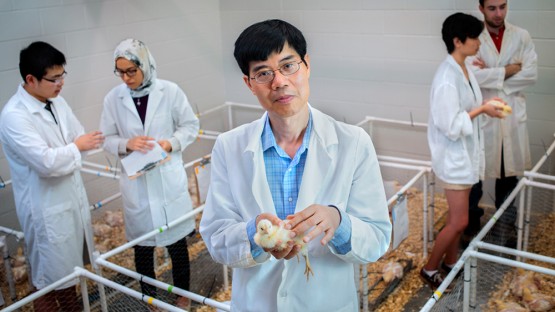 Cornell partners in $10M poultry science grant | Cornell Chronicle