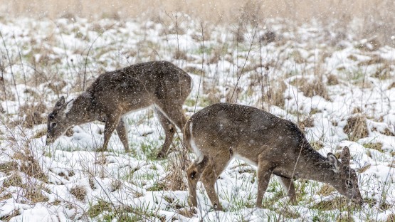10-year study provides model for deer management strategies | Cornell ...