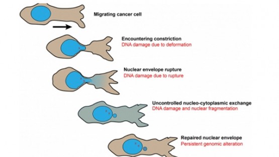 Cancer cells' ability to self-repair may spawn new treatments | Cornell ...
