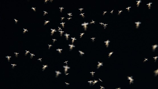 Collaboration yields insights into mosquito reproduction | Cornell ...