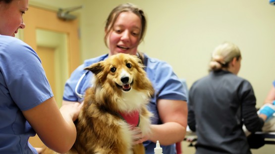 Shelter medicine program takes veterinary care to rural area | Cornell ...