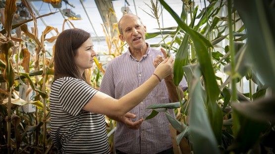 Speedy recovery: New corn performs better in cold | Cornell Chronicle