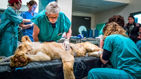 Lioness’ surgery at Cornell is roaring success | Cornell Chronicle