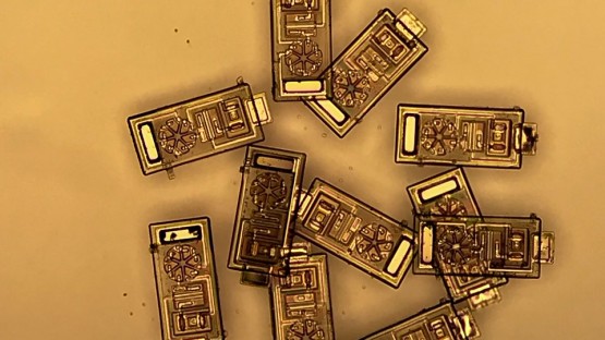 OWiC Technologies wins BenDaniel Venture Challenge | Cornell Chronicle