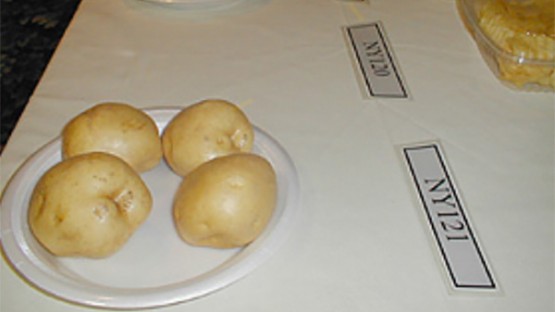 Cornell-bred, blight-resistant potato variety – New York 121 – is sent ...