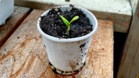 Cornell biologists grow, donate plant kits to local families | Cornell ...