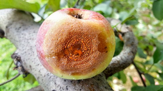 Scientists identify new pathogen in NY apples | Cornell Chronicle