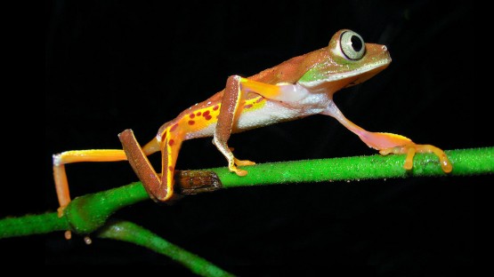 Lost frogs rediscovered with environmental DNA | Cornell Chronicle
