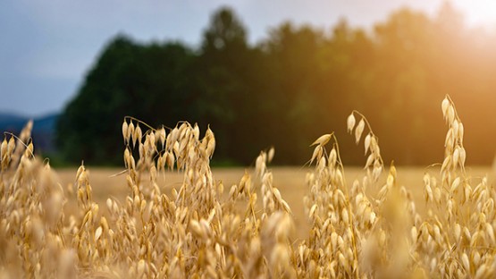 Researchers identify genetics behind deadly oat blight | Cornell Chronicle