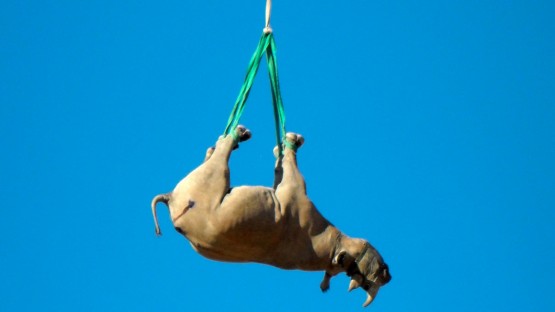 Upside down can be right way for rhino transport | Cornell Chronicle