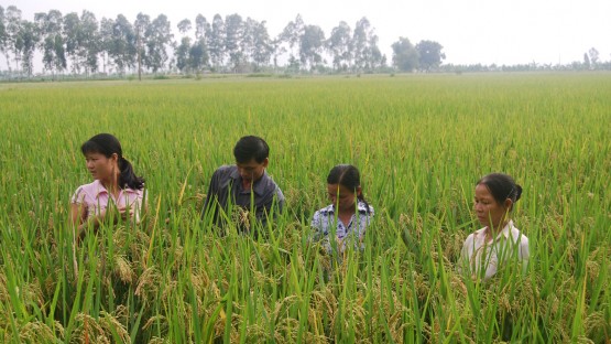 System of Rice Intensification recognized for climate policy impact ...