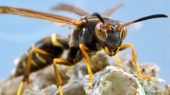 Isolation alters visual areas of brain in social wasps | Cornell Chronicle