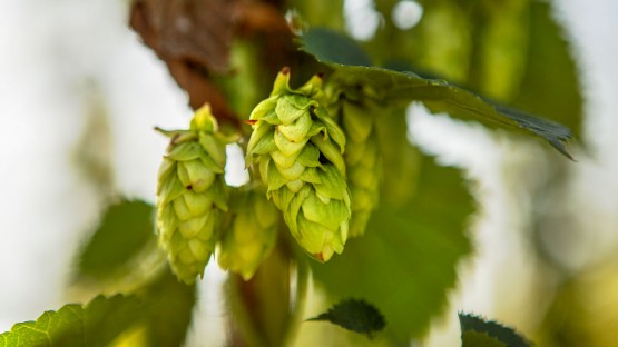 Cornell AgriTech launches hops breeding program | Cornell Chronicle