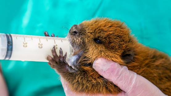 Orphaned baby beavers crisscross NYS for treatment at Cornell | Cornell ...