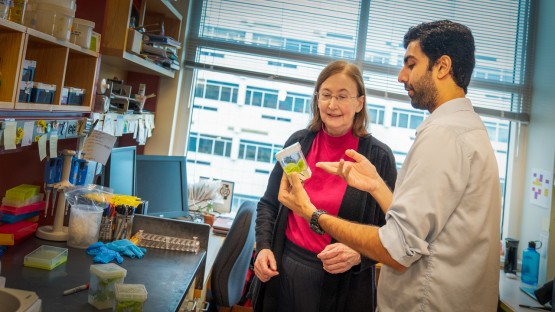 Scientists take step to improve crops’ photosynthesis, yields | Cornell ...