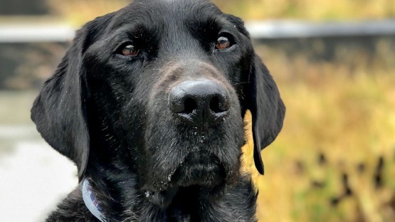 Group effort leads to a cure for Lab with lymphoma | Cornell Chronicle