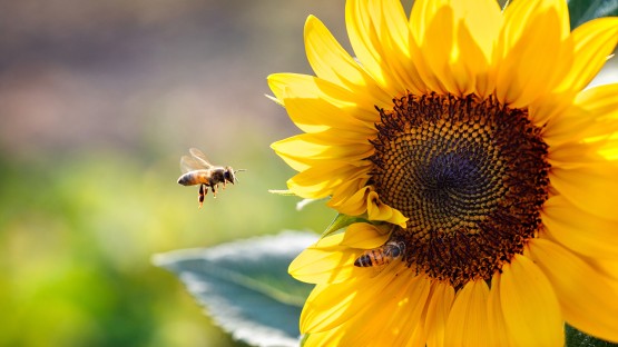 Grants fund Cornell AES work to improve lives in NYS | Cornell Chronicle