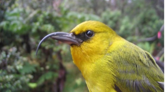 Postdoctoral fellow works to save endangered Hawaiian birds from ...