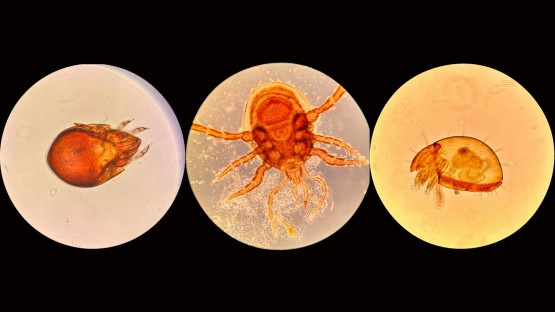 Tiny soil critters play by their own rules in urban parks | Cornell ...