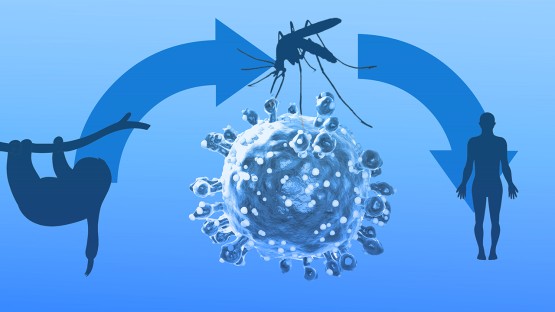 New genetic signature reveals a tropical virus on the move | Cornell ...