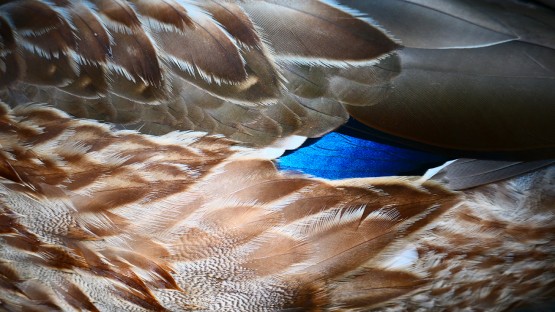 Researchers put the shine on digitally rendered feathers | Cornell ...