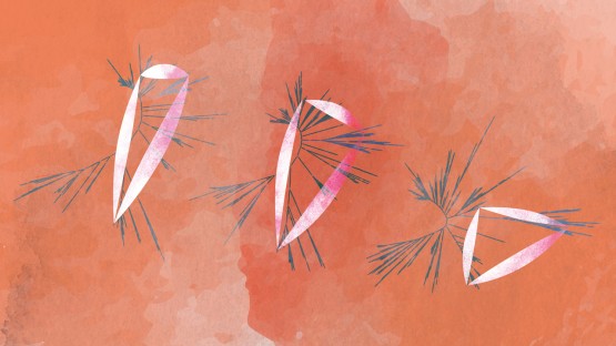 Bacterial ‘jumping genes’ can target and control chromosome ends ...