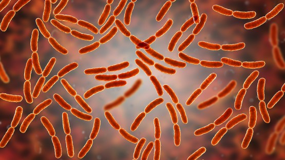 Gut microbes release cancer-fighting bile acids | Cornell Chronicle