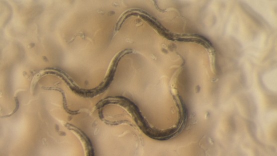 Roundworm genome map benefits synthetic biology, human health | Cornell ...