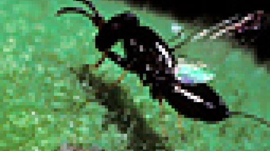 A story about a wasp, a caterpillar and a fungus ends with more ...