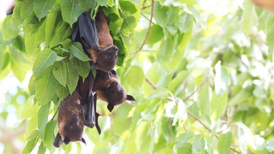 Preventing pandemics by leaving bats undisturbed | Cornell Chronicle