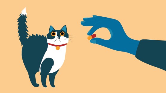 Education key to curbing antimicrobial resistance in cats | Cornell ...
