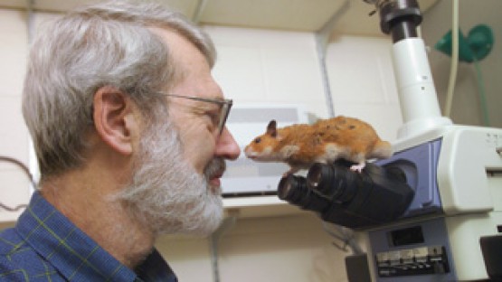 From hamsters to humans, Cornell neurobiologists' brain-development ...