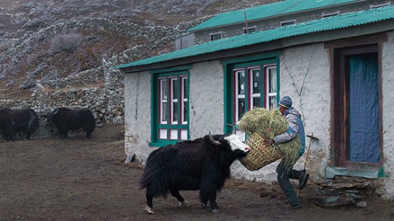 ILR's Sarah Besky receives fellowship | Cornell Chronicle
